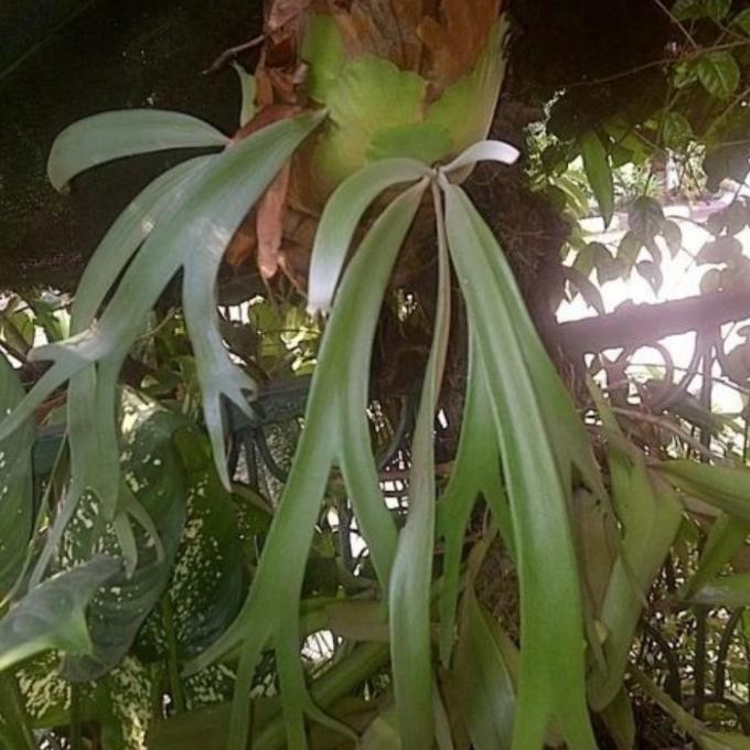 Jual Model Baru tanaman tanduk rusa gantung. rimbun ka ., | Shopee ...