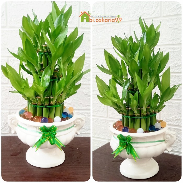 Jual Bambu Hoki/Lucky Bamboo/Sri Rejeki/Bambu Cina/Vas Keramik Hidrogel ...