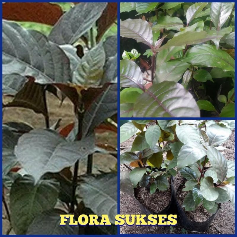 Jual Tanaman Obat Daun Handeuleum Obat Wasir Ambeyen Daun Ungu | Shopee ...