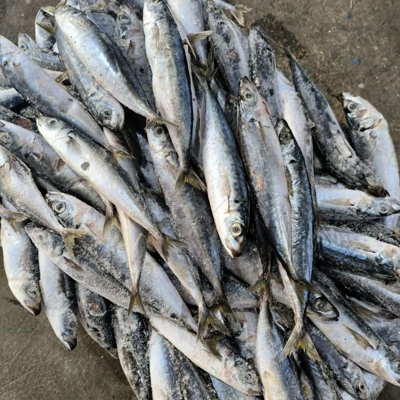 Jual Ikan Layang Deles 10kg | Shopee Indonesia