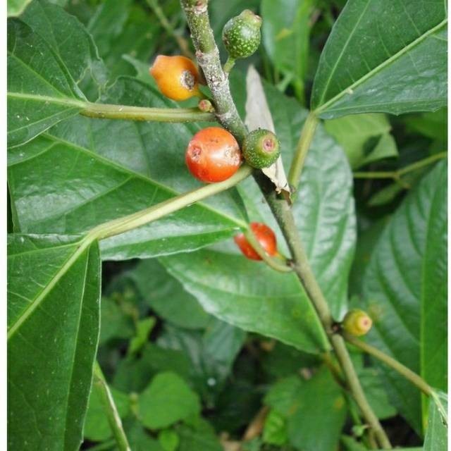 Jual Victory Seed Bibit Benih Buah Uyah Uyahan (Isi 5 Biji) | Shopee ...