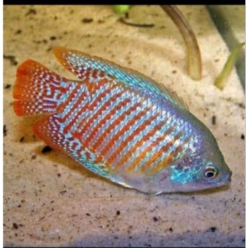 Jual ikan sepat hias ralis | Shopee Indonesia
