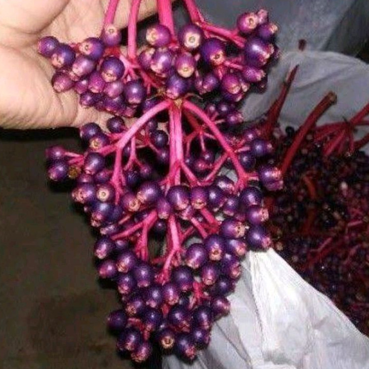 Jual 1 Tangkai Buah Parijoto Segar Buah Promil Siap Konsumsi | Shopee ...
