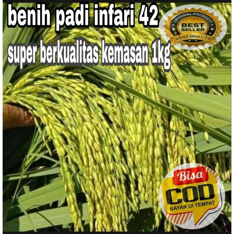 Jual BENIH PADI INFARI 42 SUPER UNGGUL BERKUALITAS 1KG | Shopee Indonesia