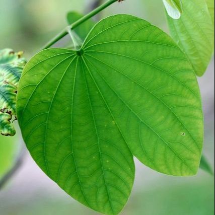 Jual Seed Center Daun Bauhinia Kupu Kupu Herbal Kering (50 Lembar ...
