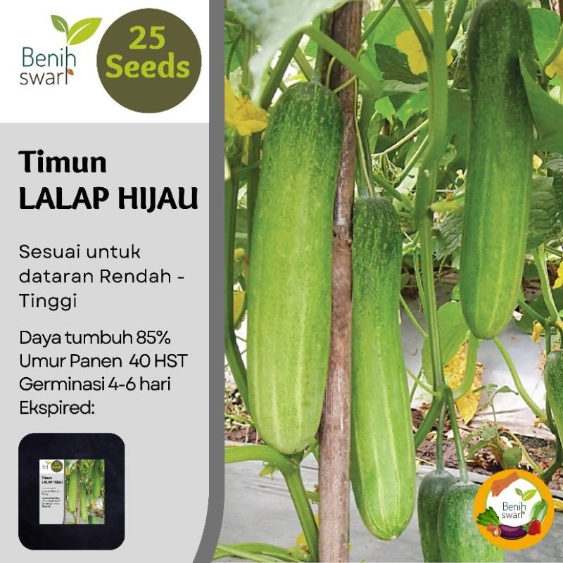 Jual Benih Swari: (isi 25 butir) Benih Timun Lalap Hijau | Shopee Indonesia