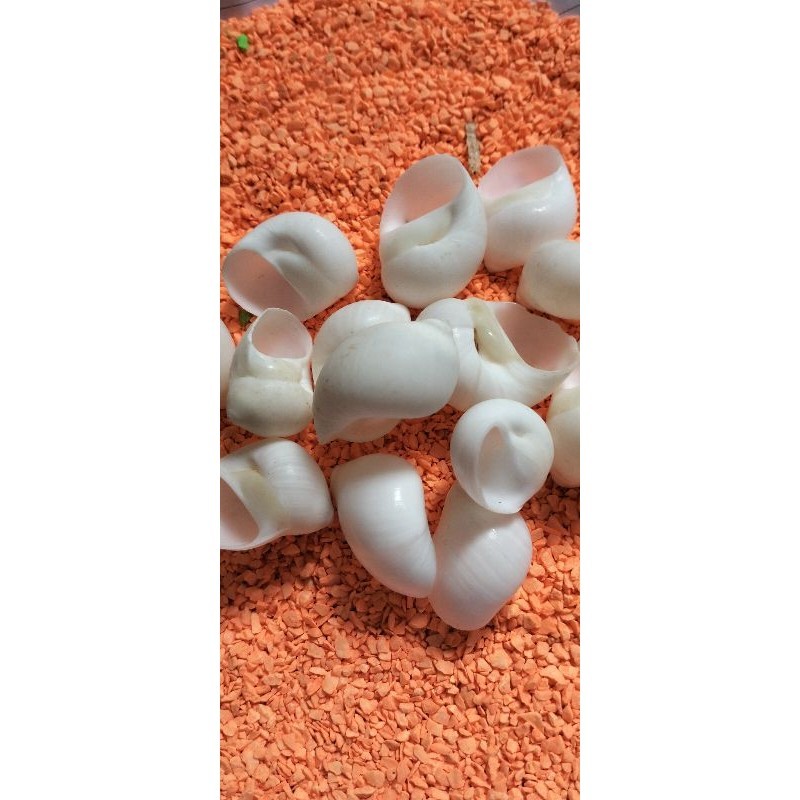 Jual KEONG BUTAK PUTIH (50gram) | Shopee Indonesia