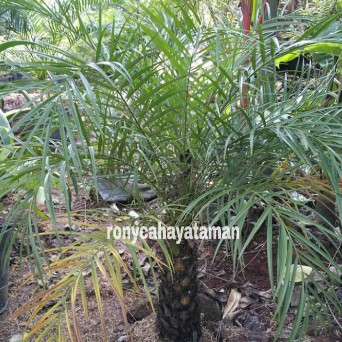 Jual Tanaman Palam Ponix/Tanaman Indor/Palam Ponik 1 Meter Daun ...