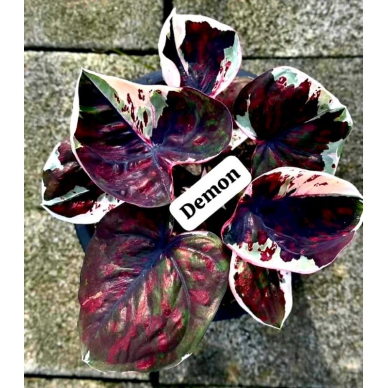 Jual Tanaman Hias Keladi Thai Series Demon Bunga Hias Keladi Caladium ...
