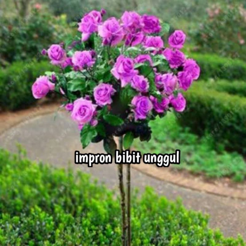Jual Bibit Bunga Mawar Ungu Siap Berbunga | Shopee Indonesia