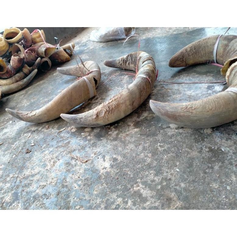 Jual Tanduk Sapi Pasangan Bantengan Promo | Shopee Indonesia