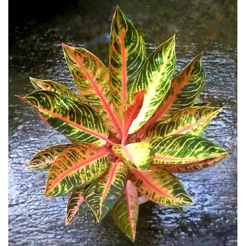 Jual Tanaman Hias Aglonema Pride Of Sumatra Bunga Hias Aglonema ...