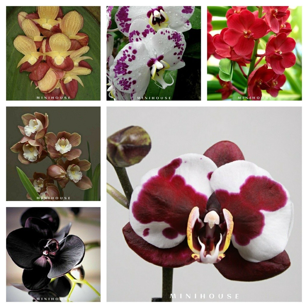 Jual PAKET ISI 6 BENIH ANGGREK ORCHID IMPORT | Shopee Indonesia