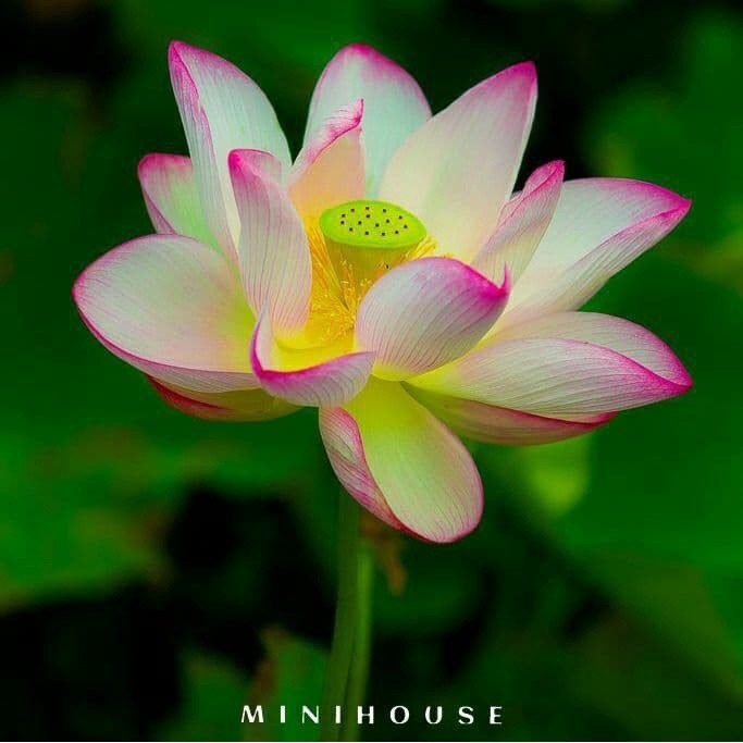 Jual BENIH BIBIT BIJI TERATAI LOTUS IMPORT | Shopee Indonesia
