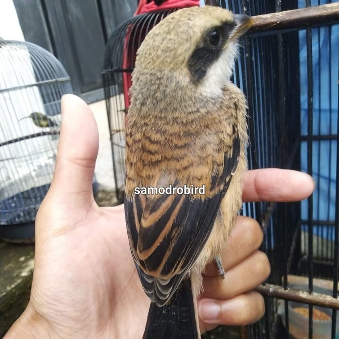 Jual burung pentet anakan blangkon | Shopee Indonesia