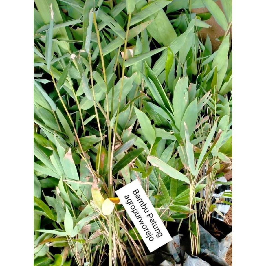 Jual Bibit Tanaman Bambu Betung/Petung - Bambu Raksasa Harga Murah ...