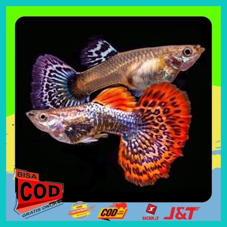 Jual IKAN HIAS GUPPY RED DRAGON AIR TAWAR AQUARIUM AQUASCAPE ALISUP | Shopee Indonesia