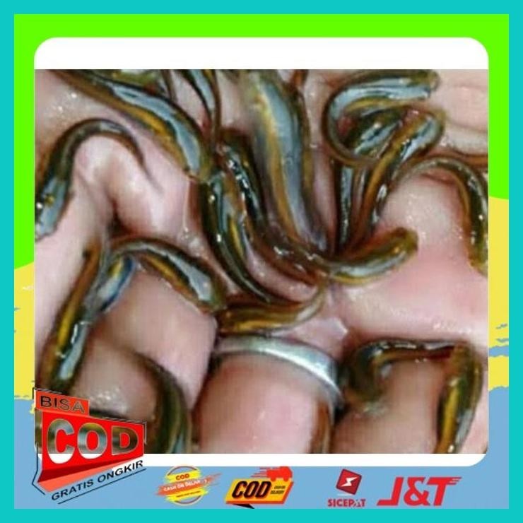 Jual BENIH IKAN GABUS UKUR 3 CM UP ISI 10 ALISUP | Shopee Indonesia