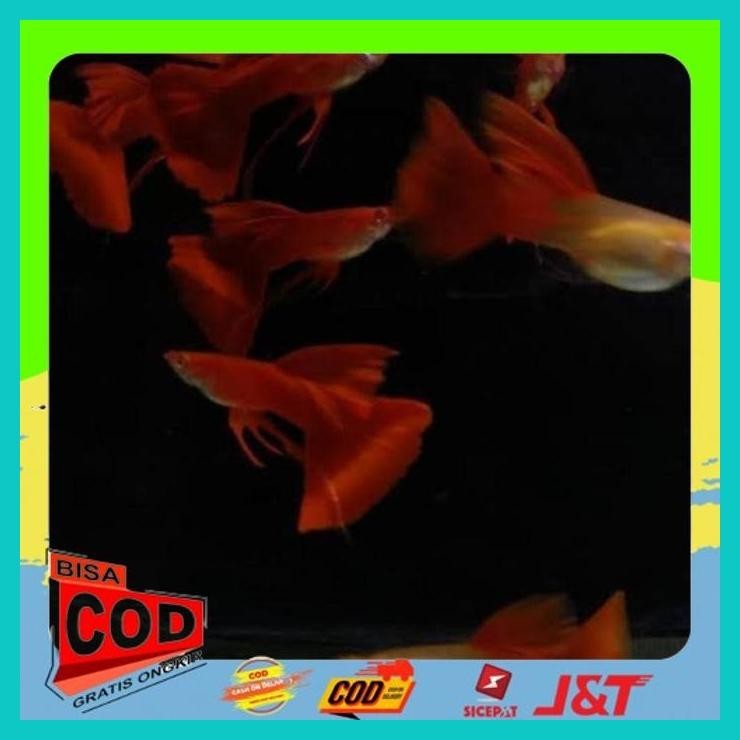 Jual PACKING STYROFOAM IKAN GUPPY AFR BIG DORSAL ALISUP | Shopee Indonesia