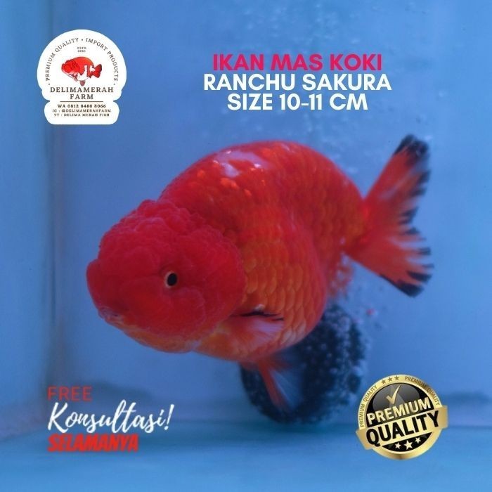 Jual IKAN MAS KOKI RANCHU SAKURA SIZE 10 CM PILIHAN TERBAIK BERGARANSI ...