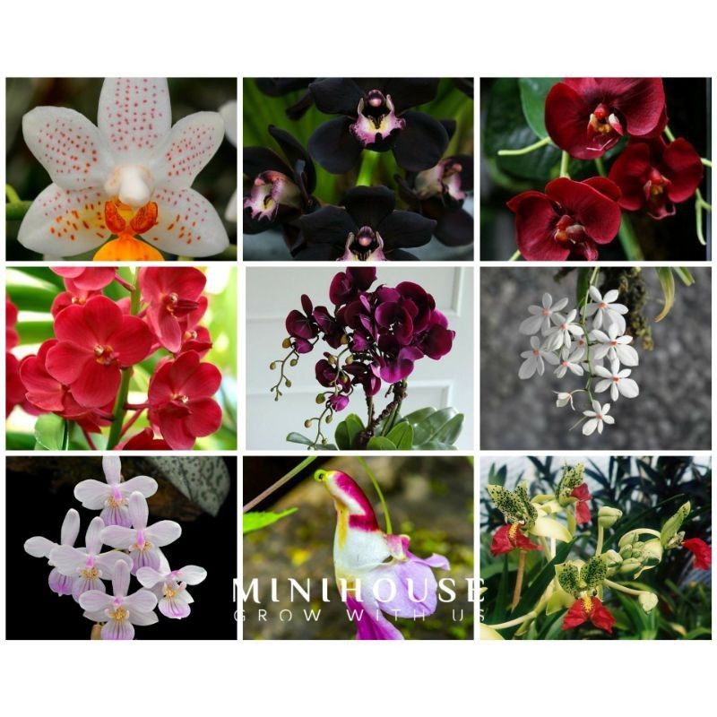 Jual BIBIT BENIH ANGGREK UNIK ISI 10 | Shopee Indonesia