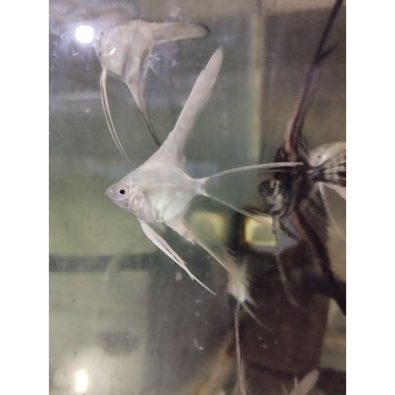 Jual Aksesoris Aquarium (Manfish Platinum Slayer) | Shopee Indonesia