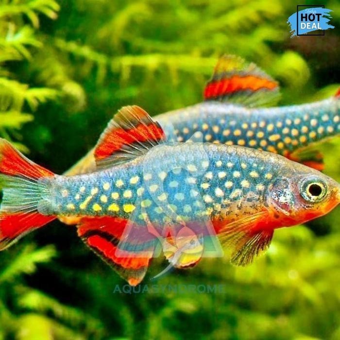 Jual Cod O_W Ikan Rasbora Galaxy/Ikan Hias Air Tawar Aquascape Limited ...