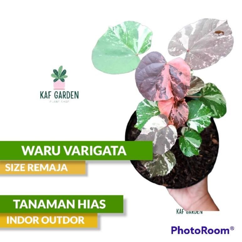 Jual _ Tanaman waru variegata tanaman hias waru varigata tanaman hias ...