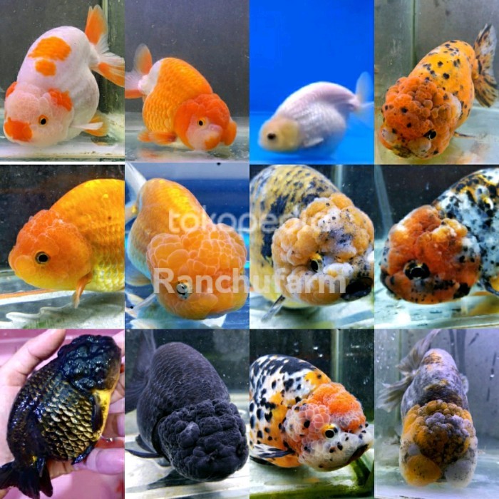 Jual Ranchu Lionchu Koki Super Lucu Best Quality Goldfish | Shopee ...
