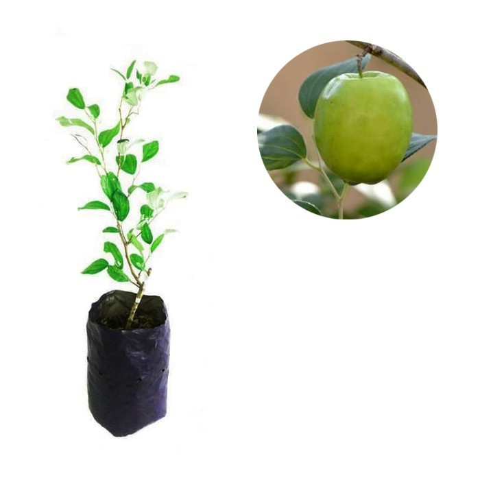Jual BIBIT APEL INDIA/FUTSA OKULASI 60CM (COCOK DI TANAM POT) | Shopee ...