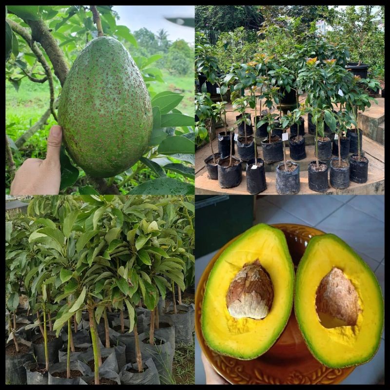 Jual Tanaman Pohon Alpukat Roro Subaka Batang Besar Siap Berbuah ...