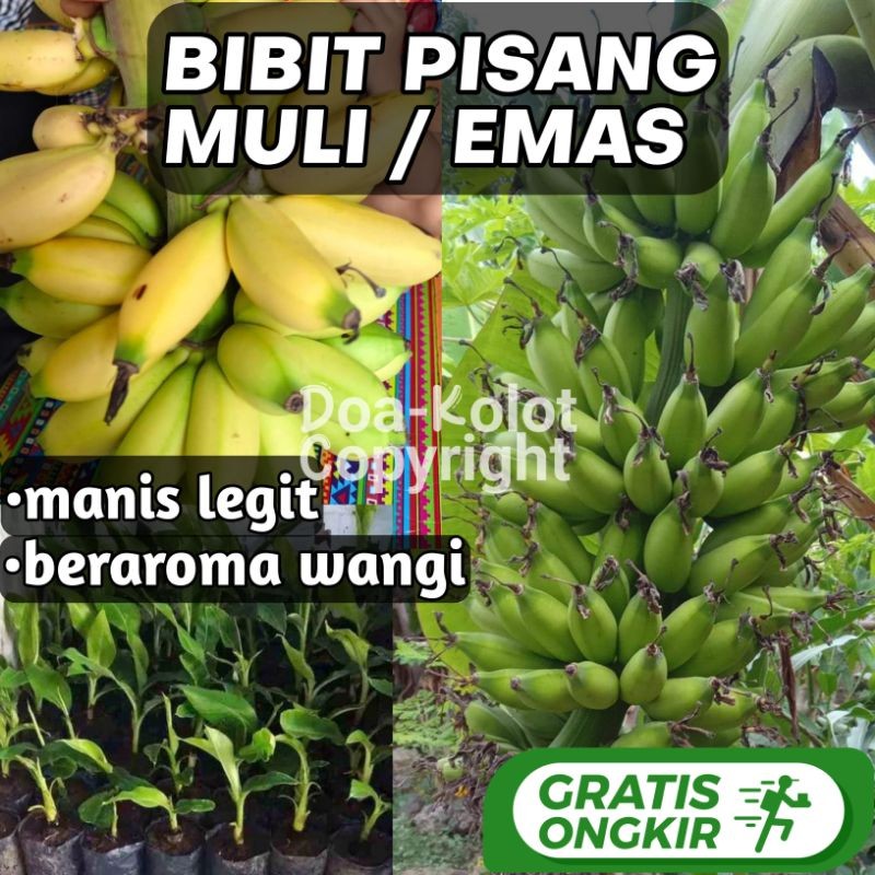 Jual Bibit Pisang Muli / Pisang Emas / Pisang Limpung Siap Tanam ...