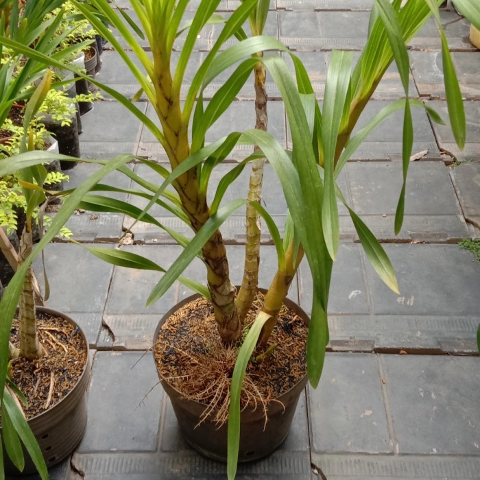 Jual Grammatophyllum Speciosum / Anggrek Tebu Harga Rp 100,000/ Batang ...