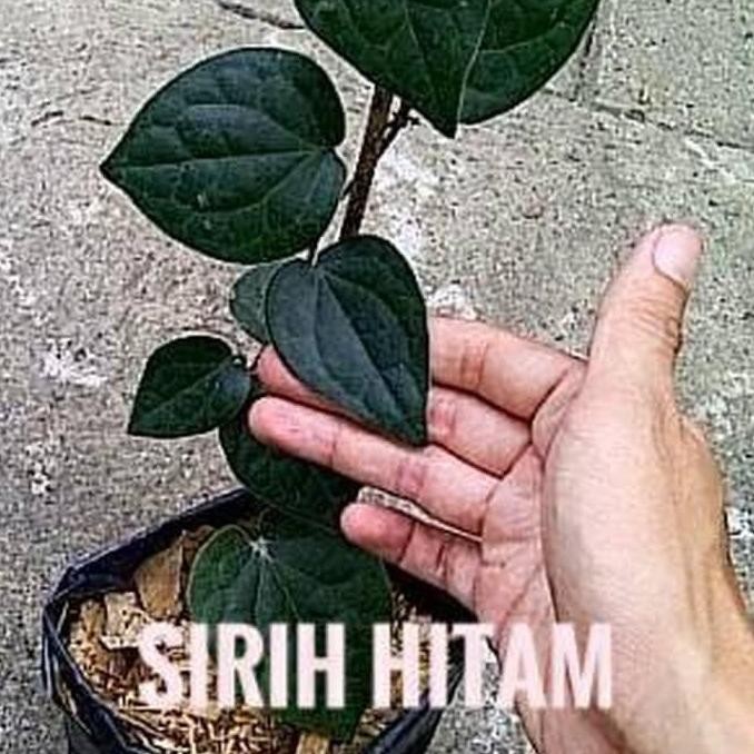 Jual Ind4K Bibit Tanaman Dn Sirih Hitam Herbal Bibit Buah SEGAR ATY ...