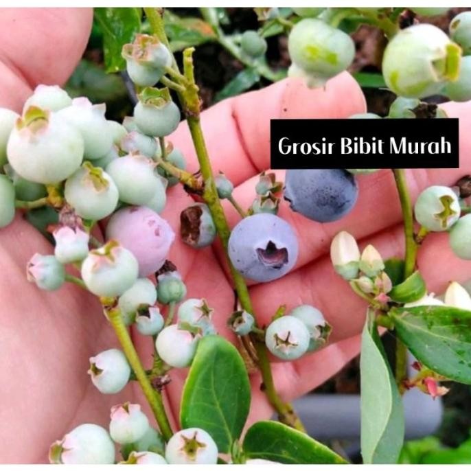 Jual Bibit Buah Blueberry, Tanaman Buah Langka, Siap Berbuah ATY ...