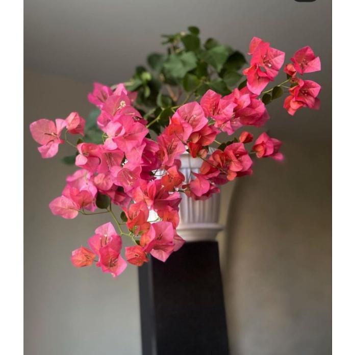 Jual Tanaman Hias Outdoor Cantik Bunga Bougenville / Bugenville / Bunga ...