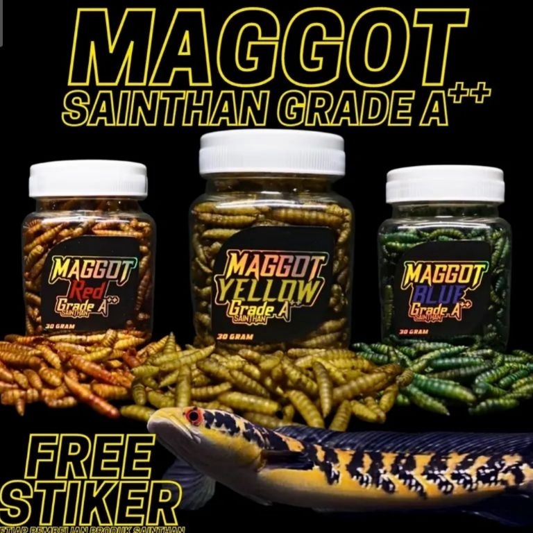 Jual [ASW] Maggot BSF YELLOW, BLUE, RED, & ALL COLOUR (Kemasan Baru ...