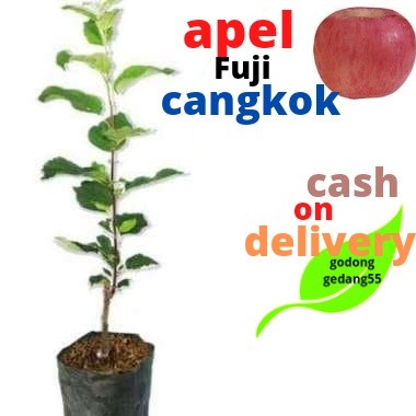 Jual VIR Bibit Apel Fuji Merah cagkok beih poho taama buah buaha CC40 ...