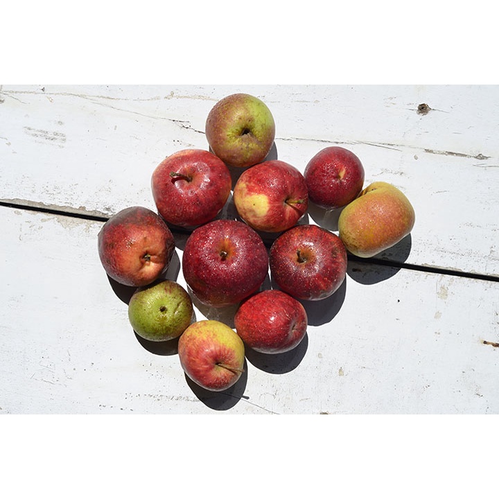 Jual Apel Red Gala Malang 1 KG | Shopee Indonesia