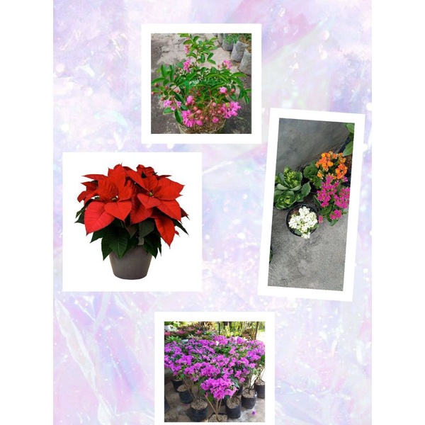 Jual paket bunga (250k) | Shopee Indonesia