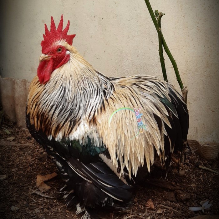 Jual Ayam Hias (Ayam Serama/Ayam Kate/Kate Walik/Ayam Pelung/Anakan ...