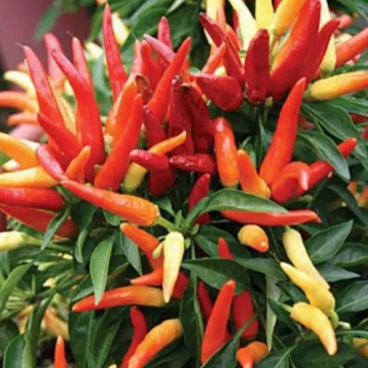 Jual jC pohon cabe rawit(sudah siap berbuah dan lebat ) tanaman super ☆ (Promo) | Shopee Indonesia