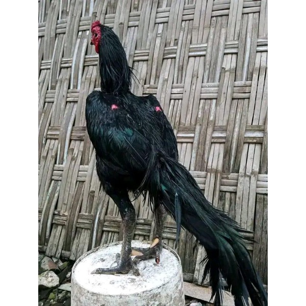 Jual pakhoy kumbang (Brakot) full HITAM telur fertil (TERLARIS ...