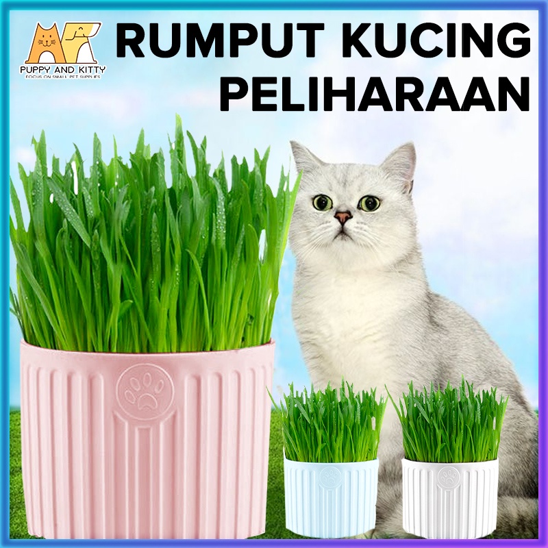 Jual Buah rumput kucing berkaitan dengan pot dan solid Grass Growing ...