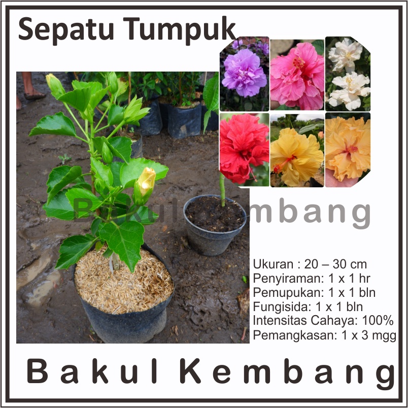 Jual bibit bunga sepatu tumpuk (Hibiscus rosa-sinensis L) banyak warna ...