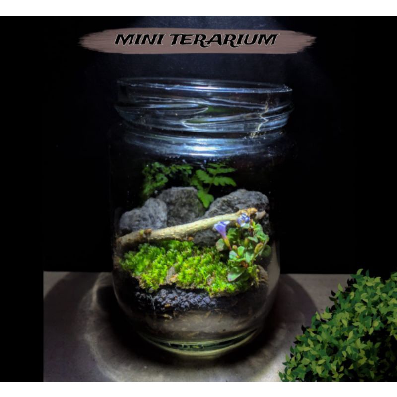 Jual Promo DIY Mini Terarium | Shopee Indonesia
