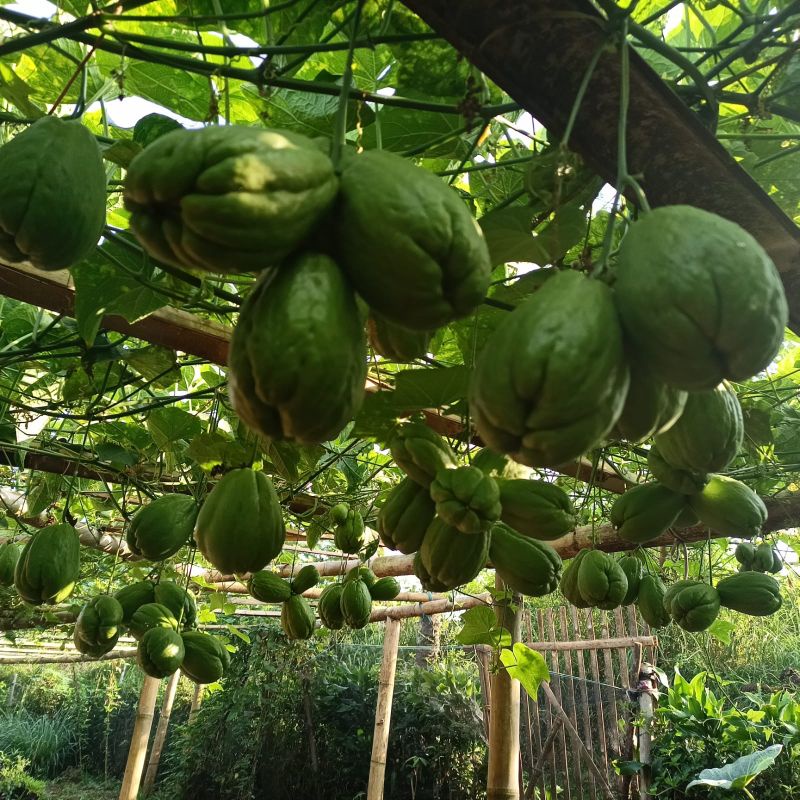 Jual original. bibit LABU SIAM ANGGUR ori siap tanam benih waluh siem ...