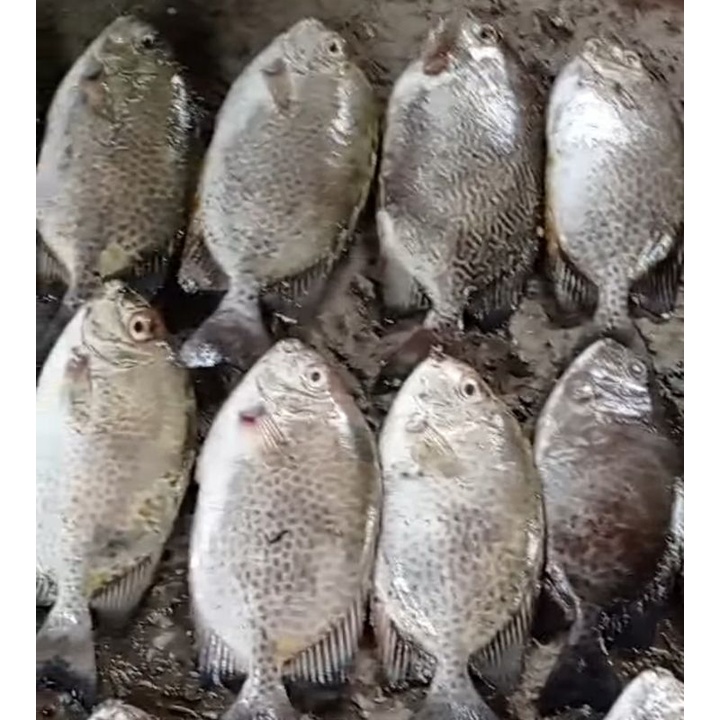 Jual Ikan baronang segar hasil mancing 1kg | Shopee Indonesia