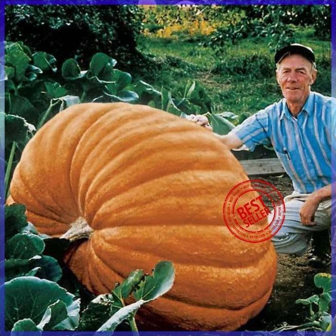 Jual Paling Laris Bibit Tanaman Buah Labu Raksasa True Giant Pumpkin ...