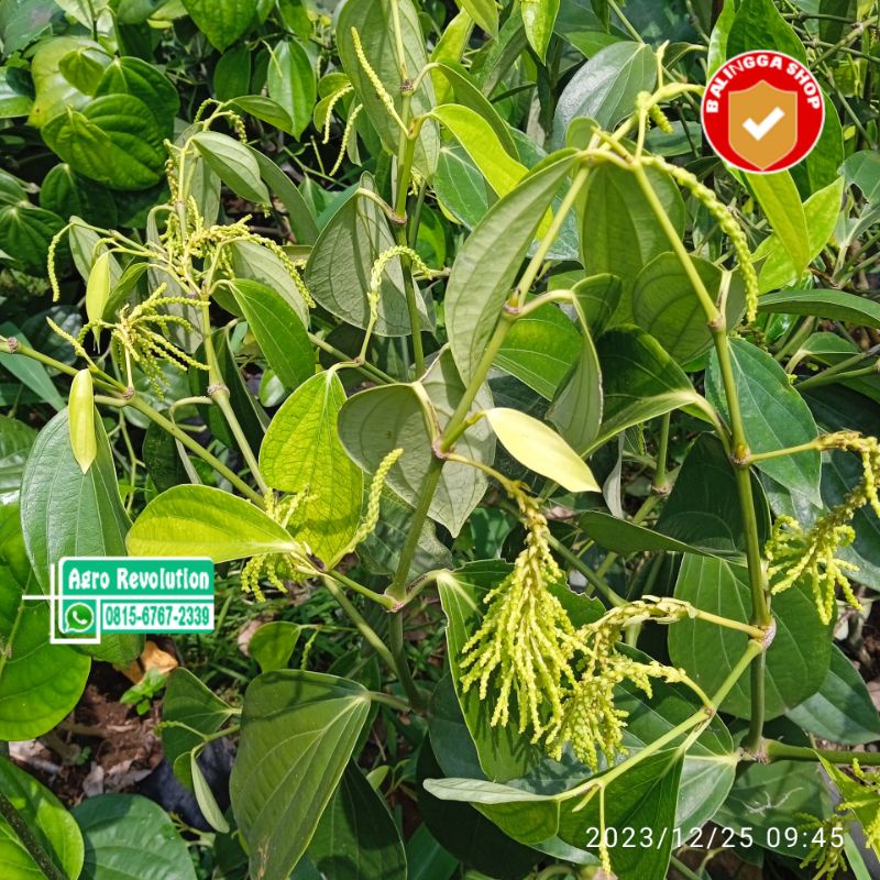 Jual 𝟳 𝗕𝗶𝗯𝗶𝘁 𝗟𝗮𝗱𝗮 𝗣𝗶𝗽𝗲𝗿𝘁𝗲𝗸𝗲𝗻 + 𝟮 𝗕𝗶𝗯𝗶𝘁 𝗟𝗮𝗱𝗮 𝗜𝗻𝗱𝗶𝗮 𝗦𝗿𝗶𝗹𝗮𝗻𝗸𝗮 (Melada+Lada ...